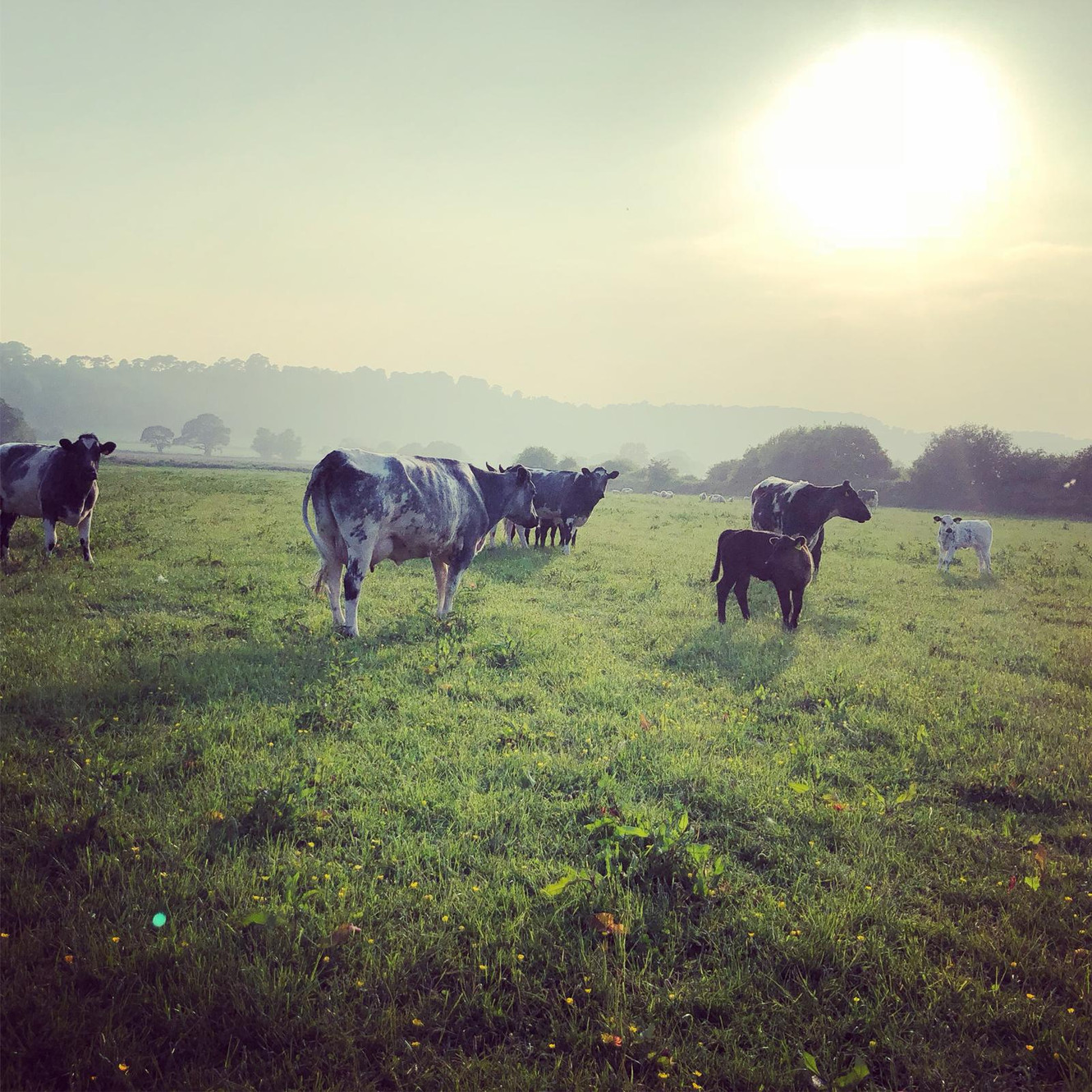 Country Estate Wales | Penllyn Estate Farm | Wales