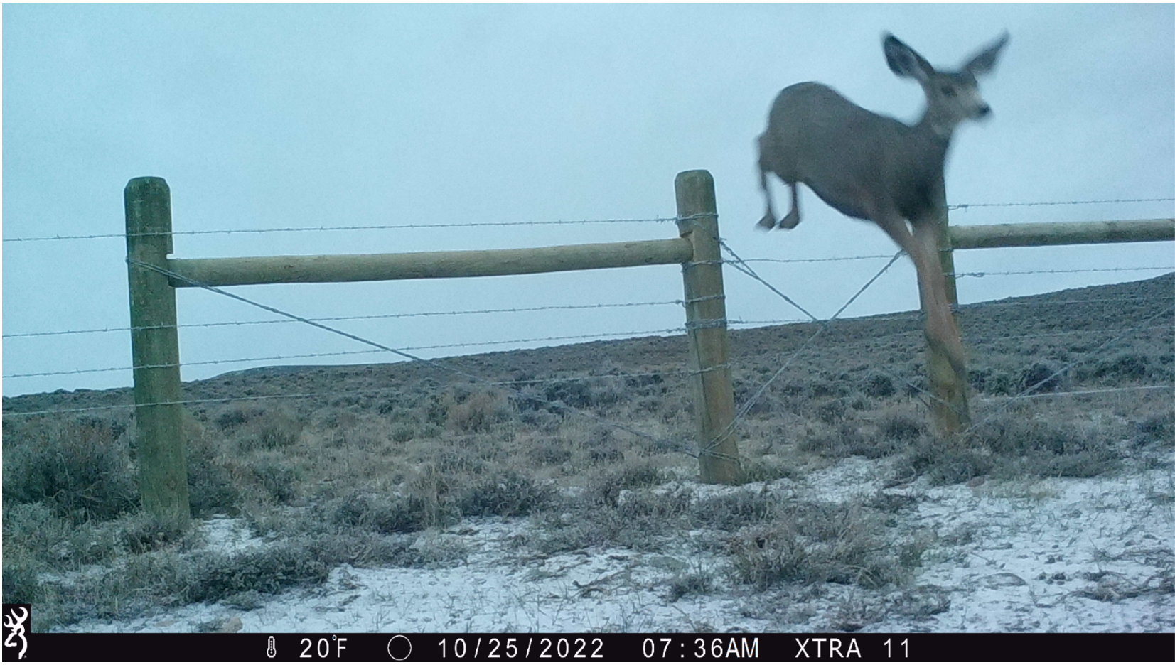 WILDLIFE CROSSING GATES-STRUCTURES AND DESIGNS