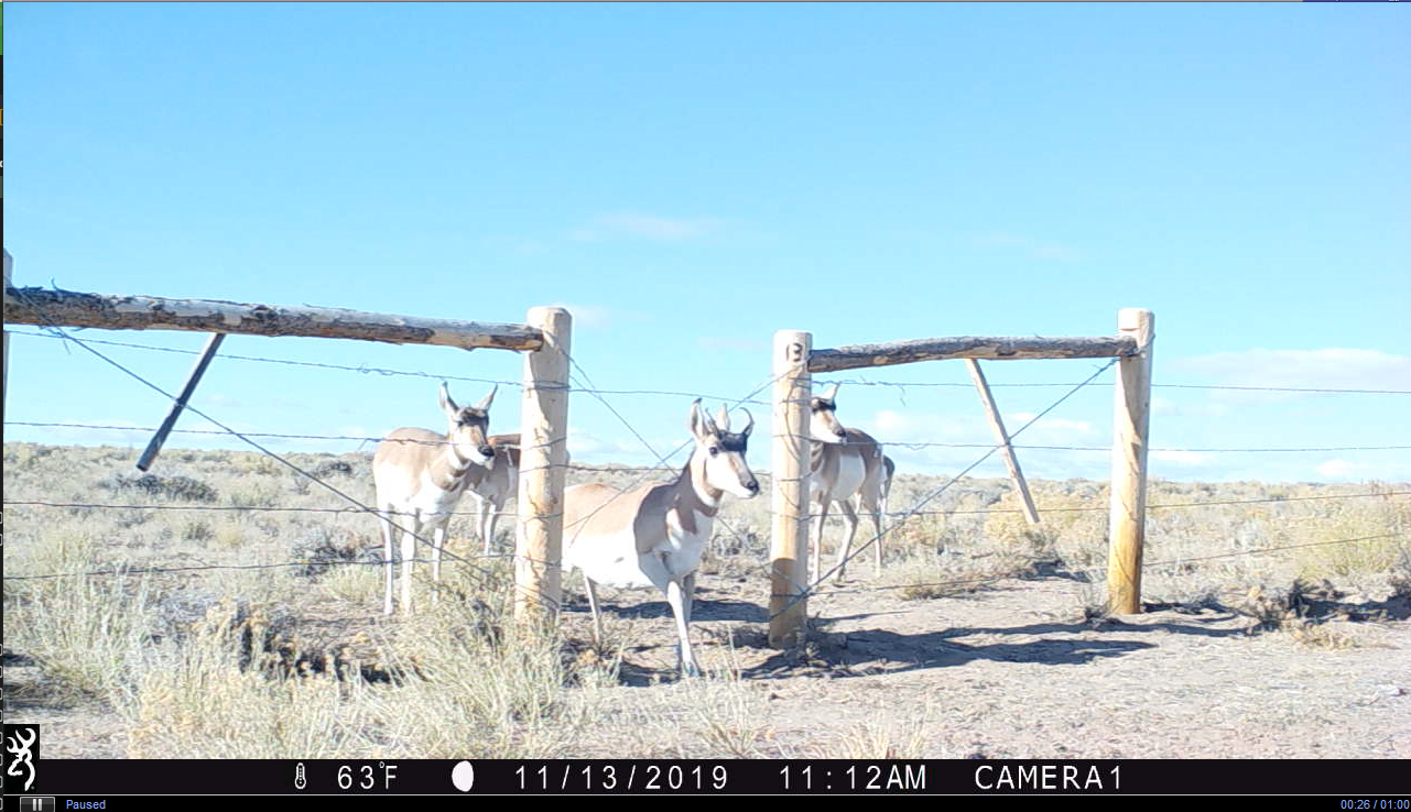 WILDLIFE CROSSING GATES-STRUCTURES AND DESIGNS
