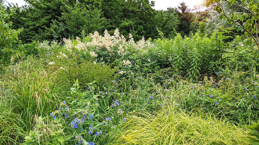 Embracing Nature's Charm: Creating Contemporary Naturalistic Gardens