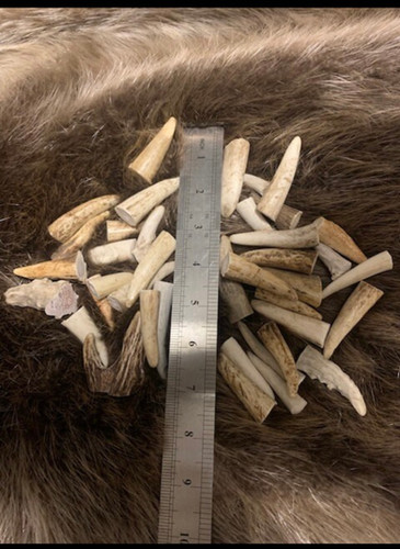 Craft Antler Tips | Black Hills Antlers