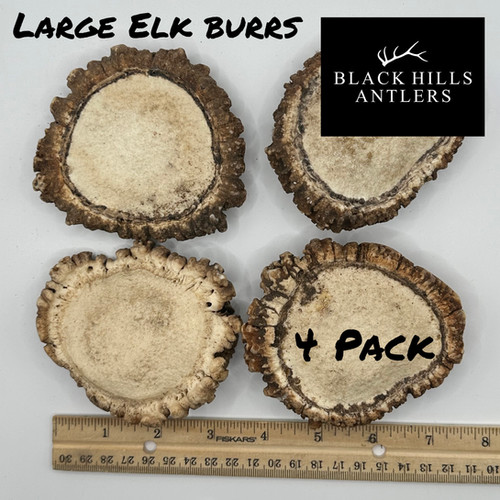 Elk Antler Bases 4 pack | Black Hills Antlers