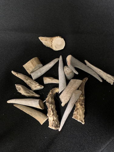 Rodent chews and 1-4" Antler tips- Economy | Black Hills Antlers