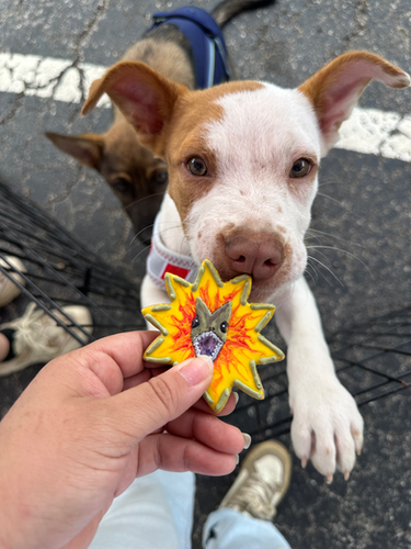 Dicky | Cafe House Animal Re