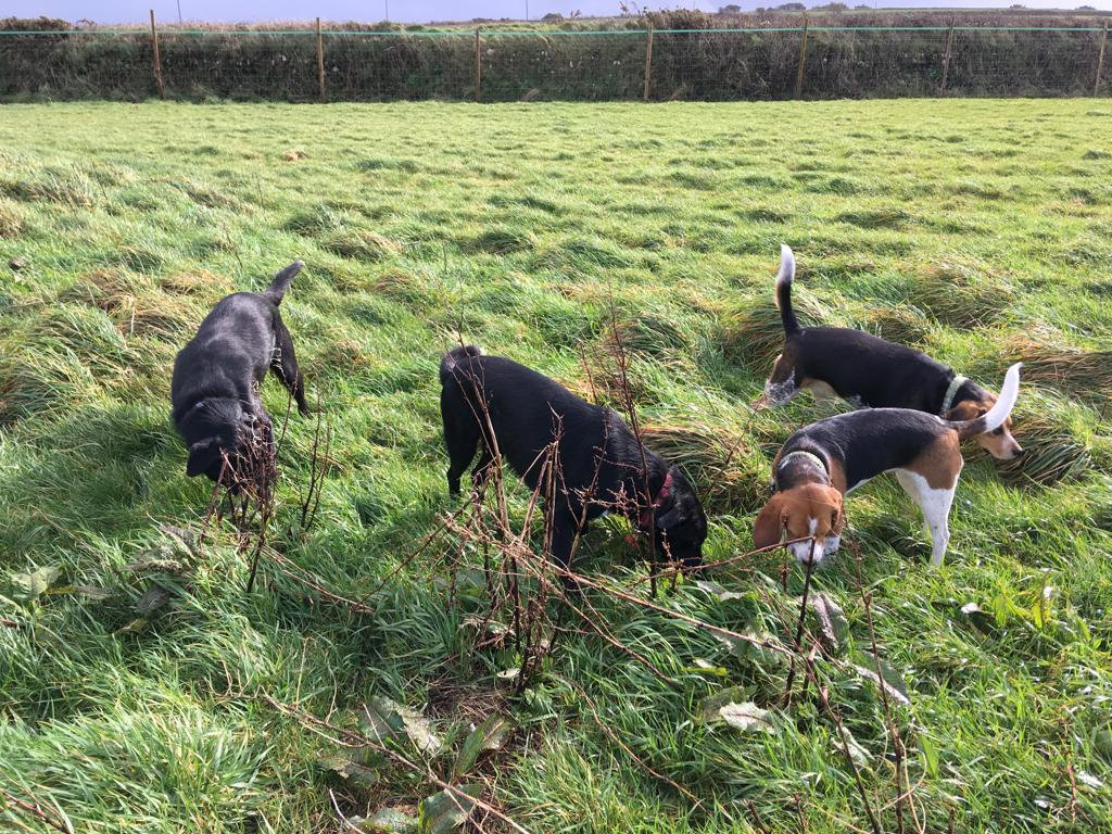 Pack Walk 60 minutes | PawsatPresingollFarm
