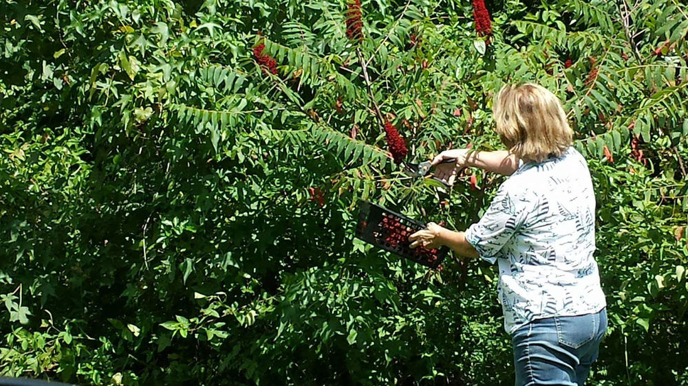 Dyeing with SUMAC!