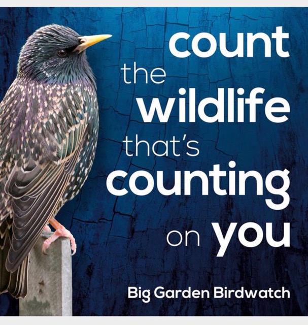 RSPB BIG Garden Birdwatch 2025