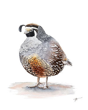 Wildlife Art | Jacqueline Hocquard Art | New Zealand