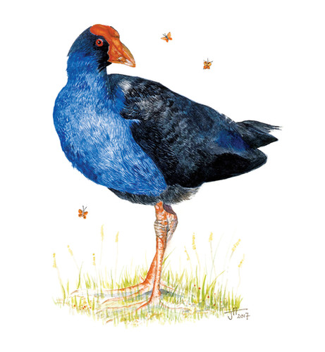 Pukeko - SRA5 Print | Jacqueline Hocquard