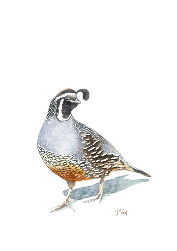 Quail | Jacqueline Hocquard