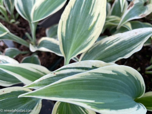 Hosta Firn Line | Rewelahostas