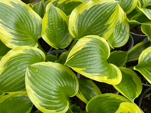 Hosta Queen Josephine | Rewelahostas