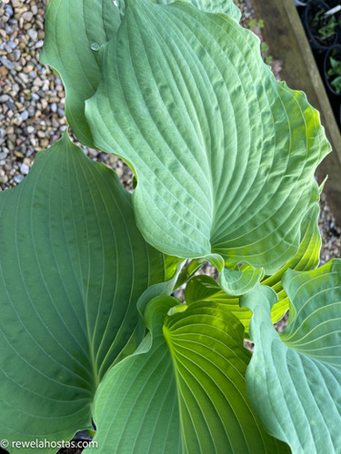 Hosta Diamond Lake | Rewelahostas