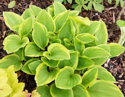Hosta Golden Tiara | Rewelahostas