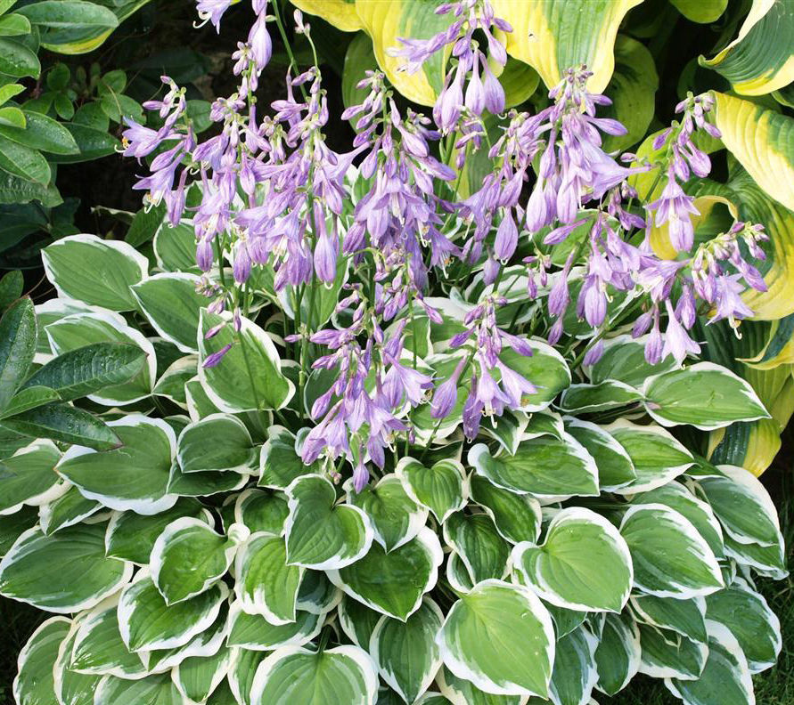 Shop | Specialist Online Mail-Order Hosta Plants Nursery UK 6/6