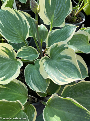 Hosta Crusader | Rewelahostas
