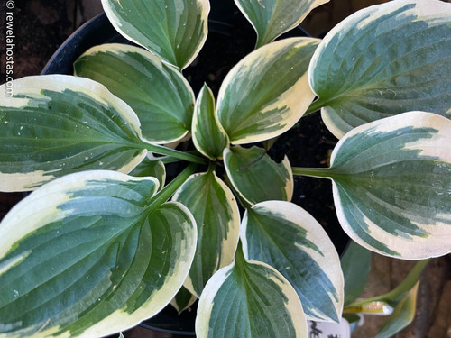 Hosta Bedazzled | Rewelahostas