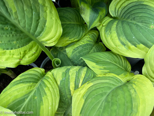 Hosta Carnival | Rewelahostas