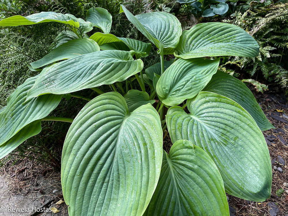 Ultimate Guide to Growing Giant Hostas in Your Garden