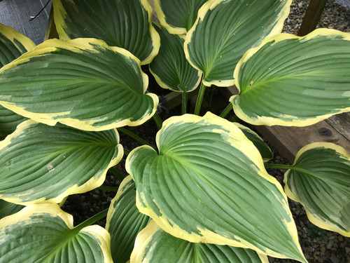 Hosta Yellow River | Rewelahostas