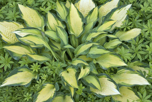 Hosta Happy Dayz | Rewelahostas
