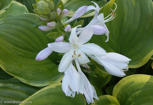 Hosta Fragrant Dream | Rewelahostas