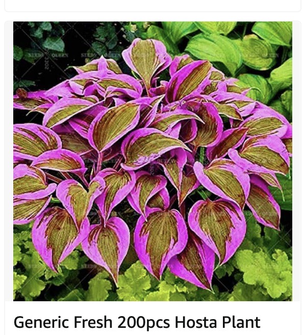 AI generated Hosta Photographs