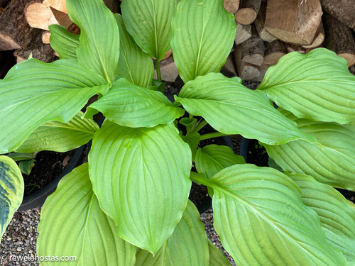 Hosta Elata | Rewelahostas