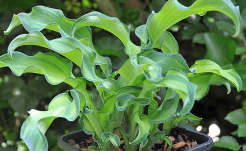 Miniature & Small Hostas Plants For Sale UK