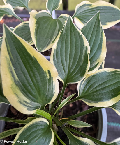 Hosta Hearts Galore | Rewelahostas