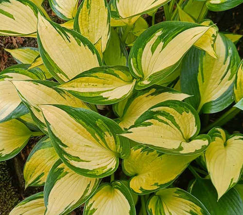 Hosta Orange Star | Rewelahostas