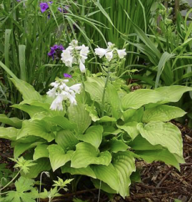 What prompts Hostas to wake up in the spring? Most factors are obvious ...