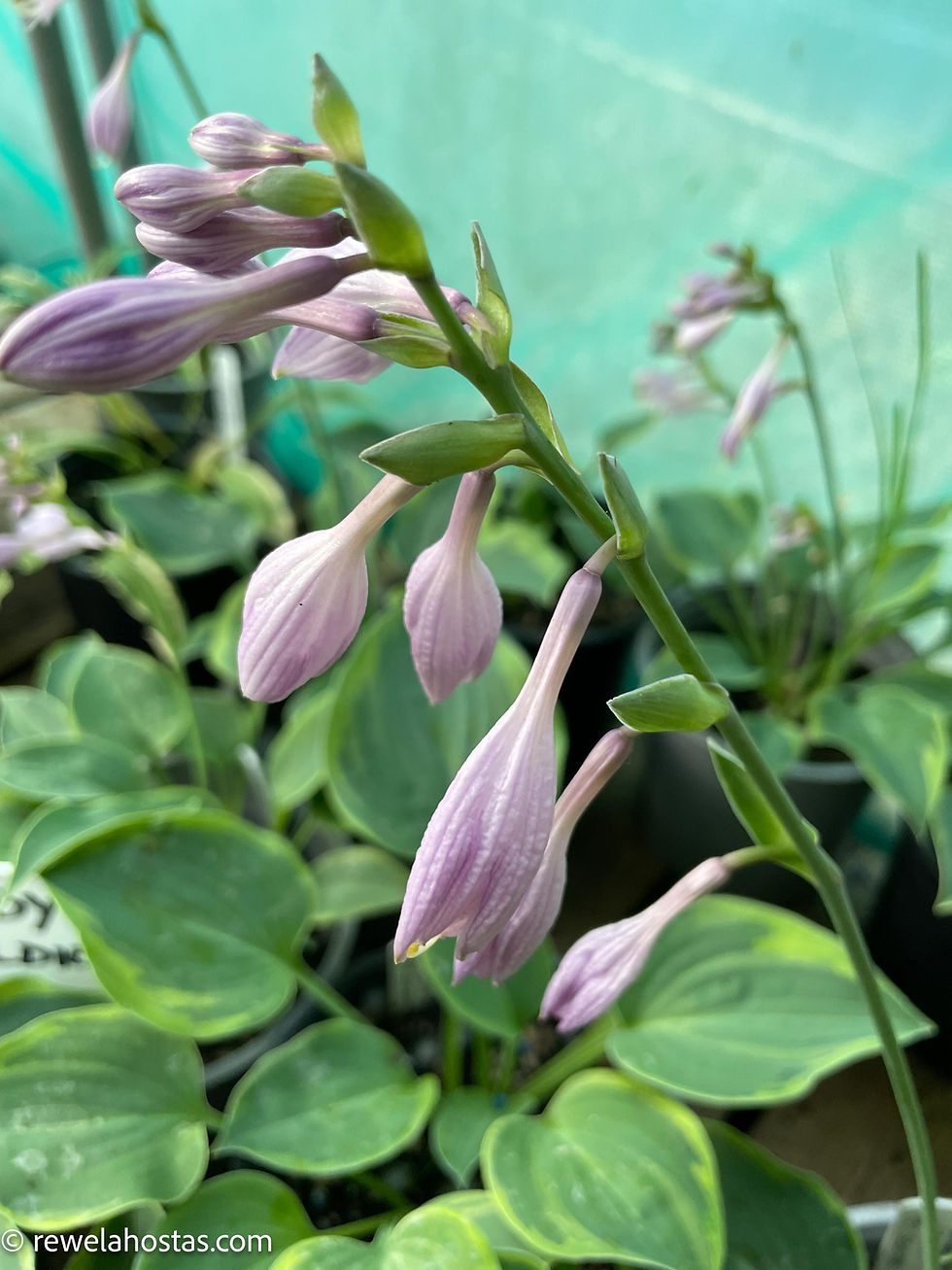 Shop | Specialist Online Mail-Order Hosta Plants Nursery UK 3/8