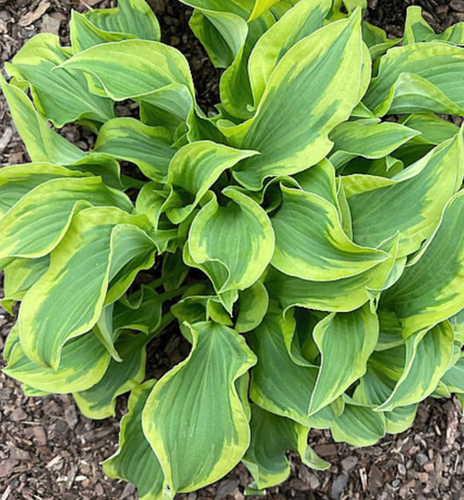 Hosta Wrinkle in Time | Rewelahostas