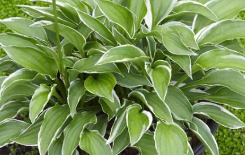 Miniature & Small Hostas Plants For Sale UK