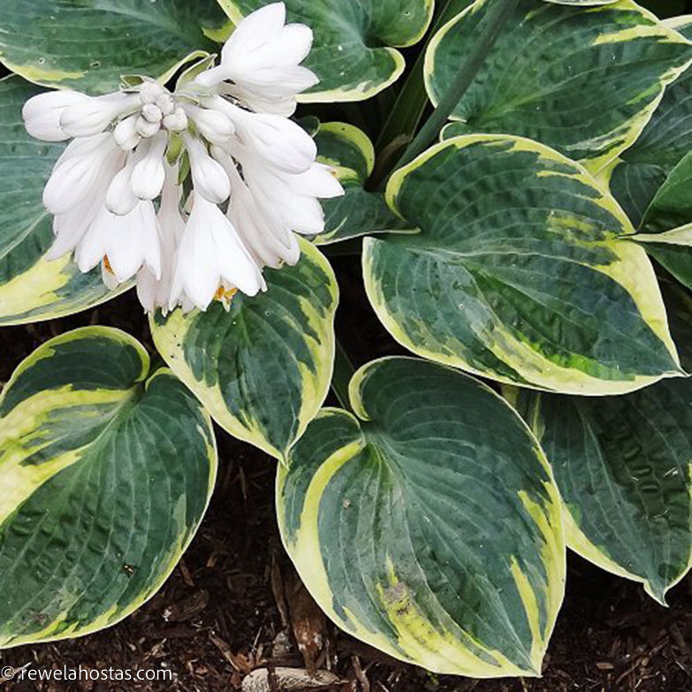 Shop | Specialist Online Mail-Order Hosta Plants Nursery UK