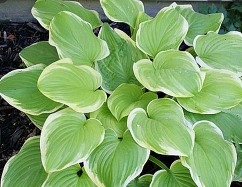 Hosta Frozen Margarita | Rewelahostas