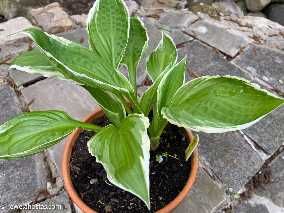 Miniature & Small Hostas Plants For Sale UK 4/5