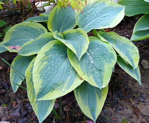 Hosta Flemish Tradition | Rewelahostas