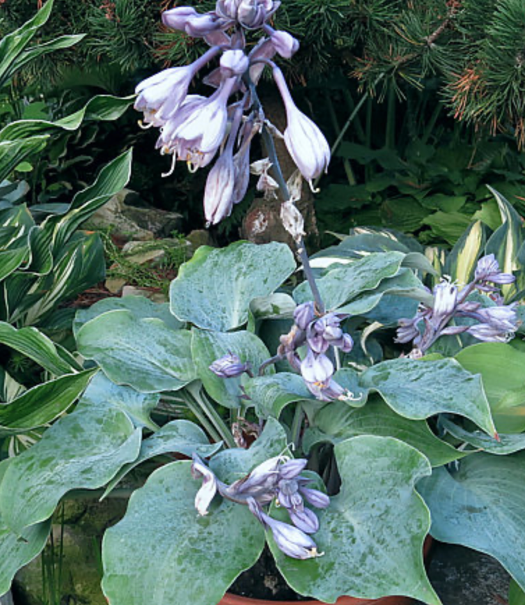 Shop | Specialist Online Mail-Order Hosta Plants Nursery UK