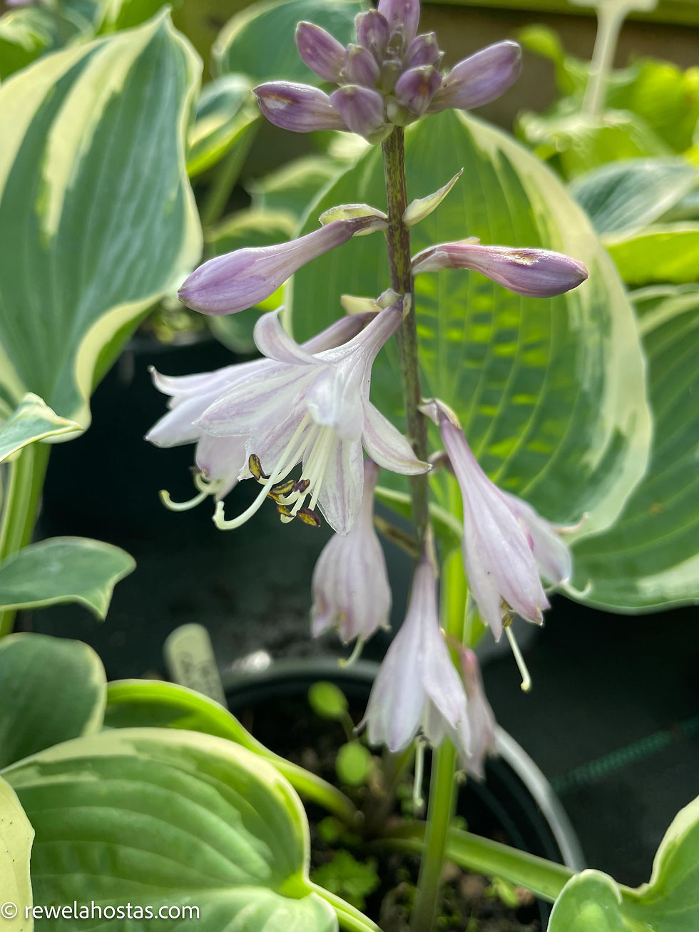 Shop | Specialist Online Mail-Order Hosta Plants Nursery UK 5/7
