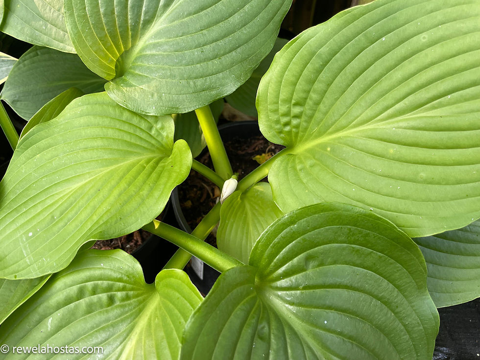 Sun Tolerent Hostas For Sale In the UK