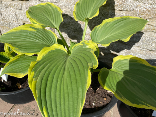 Hosta Yellow River | Rewelahostas