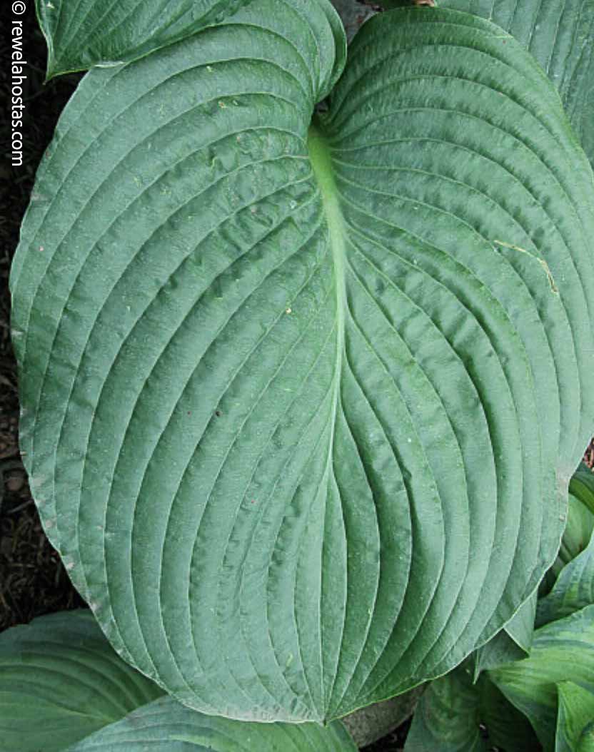 Why Are Light Levels So Important For Hostas?