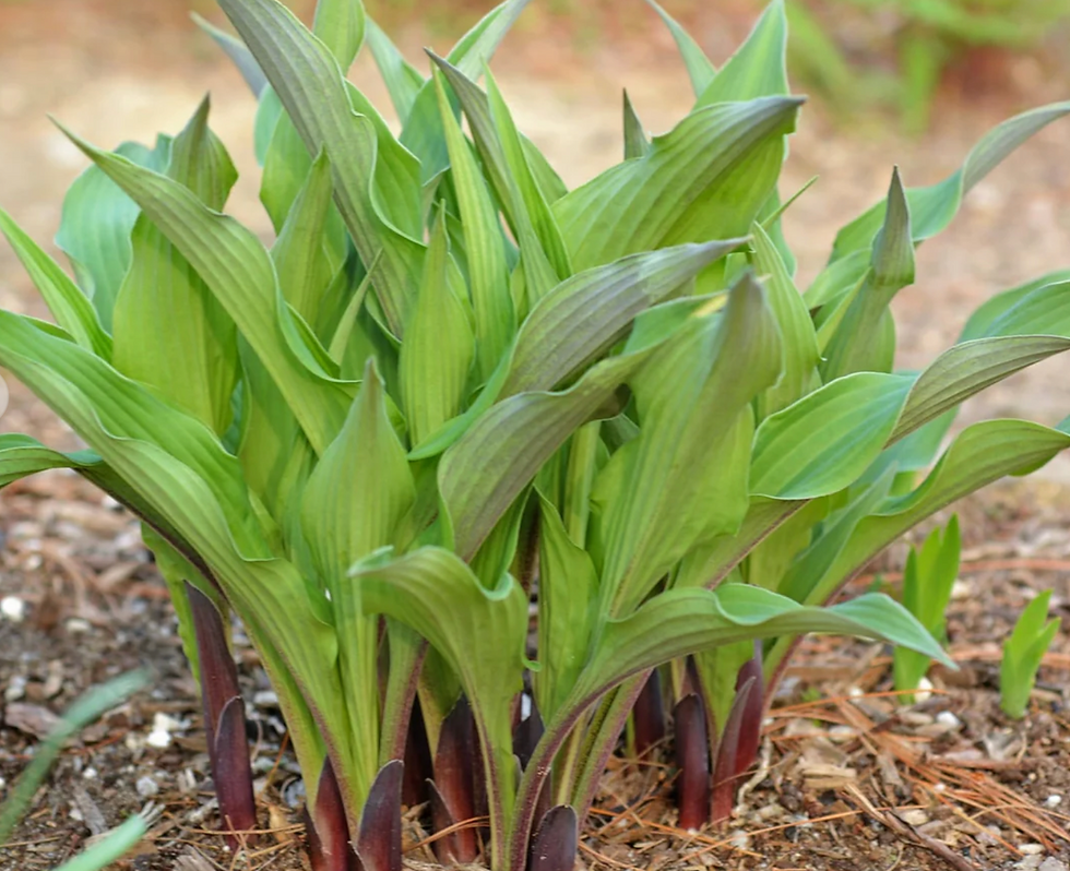 Miniature & Small Hostas Plants For Sale UK