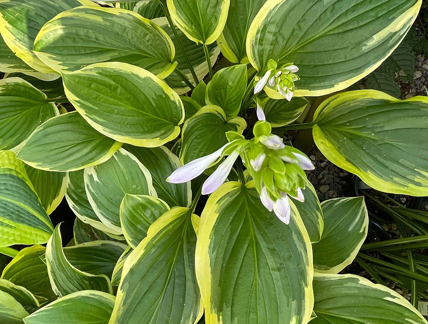 Scented Hostas For Sale In The UK