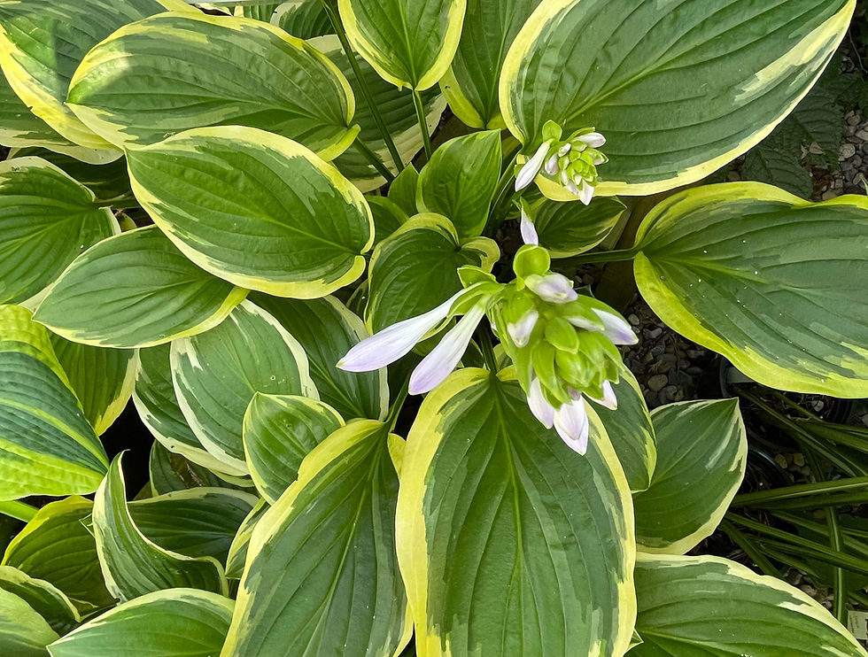 "Exploring the Best Fragrant Flowering Hostas for Your Garden"