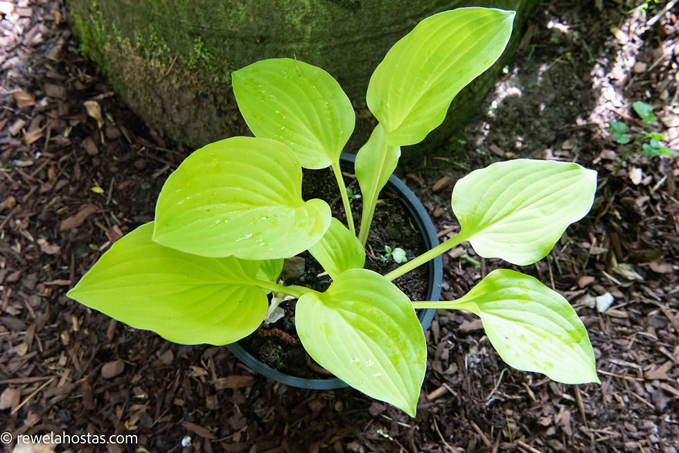 Miniature & Small Hostas Plants For Sale UK 3/5