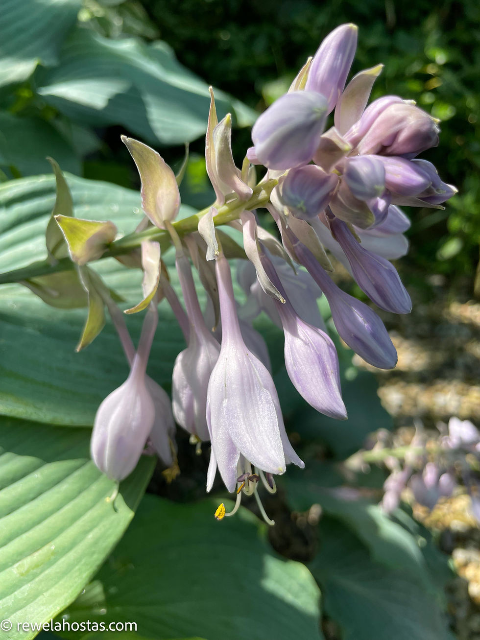 Slug Resistant Hosta Plants For Sale In The UK 4/13