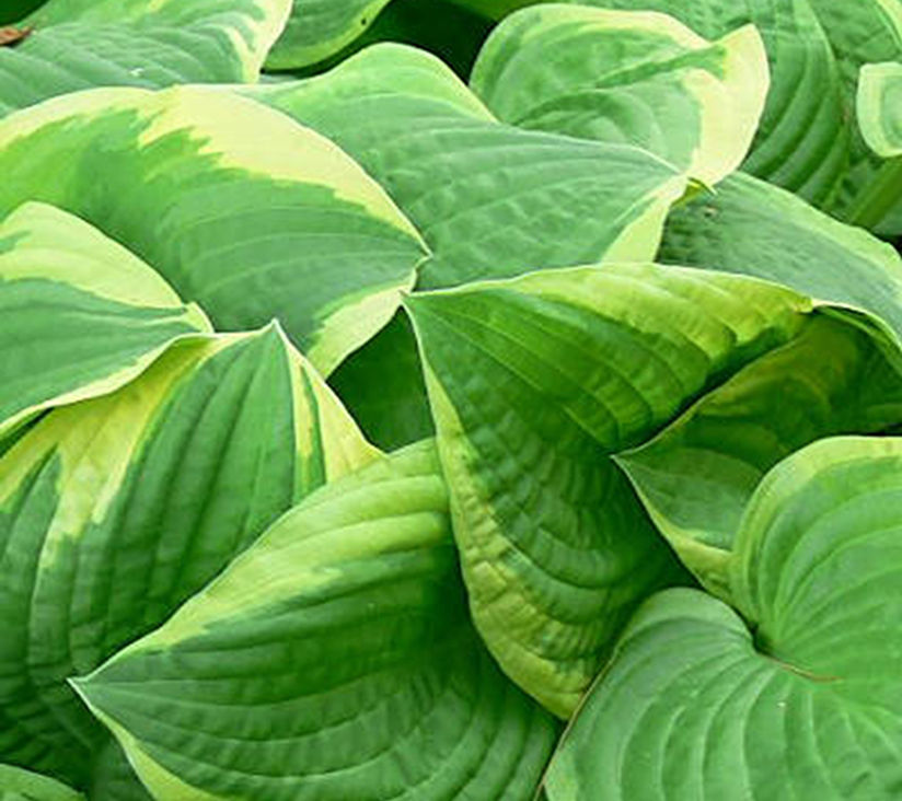 Large & Giant Hostas For Sale In The UK